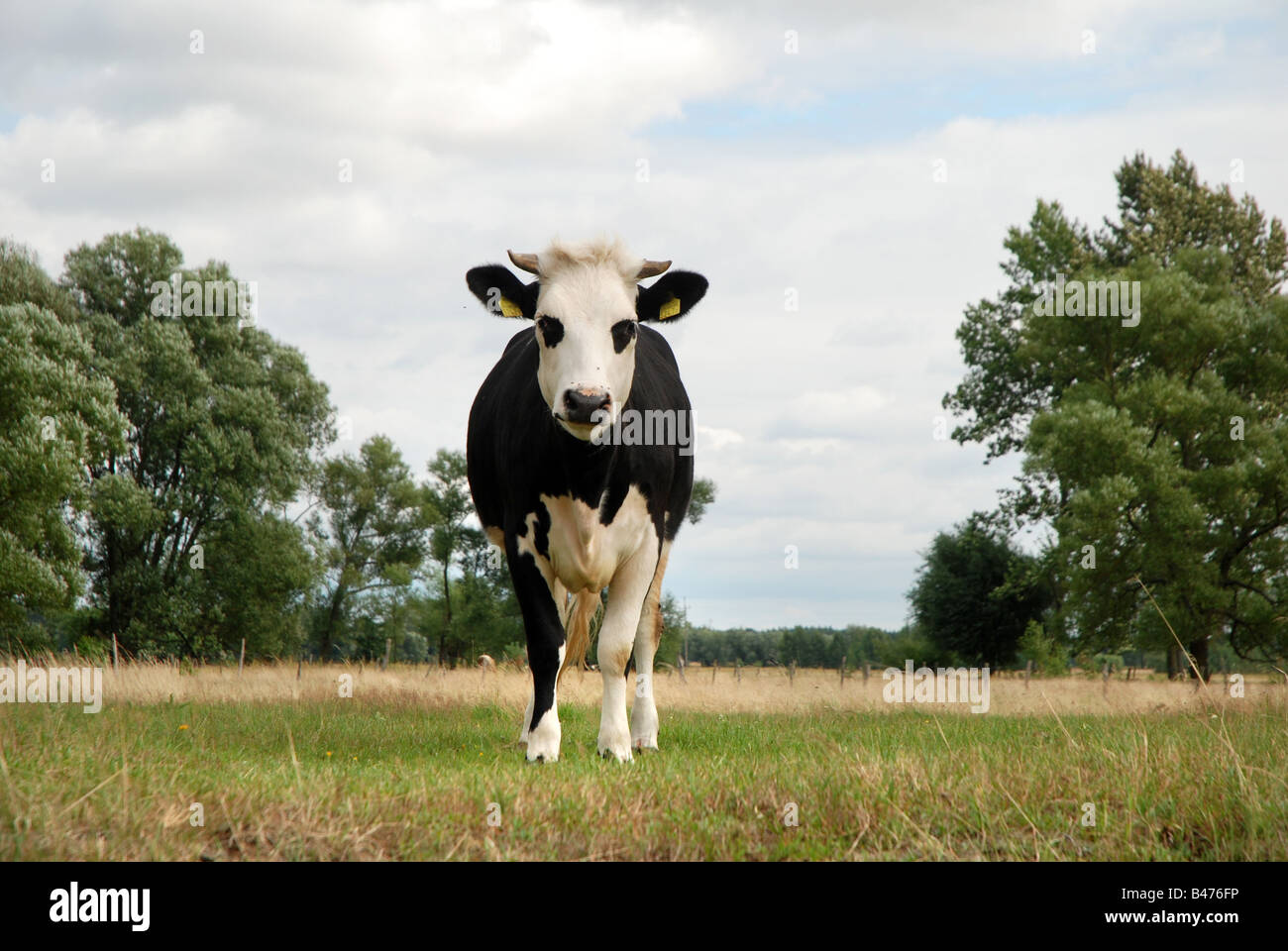 Cow on a pastureland, Masovia region in Poland Stock Photo - Alamy