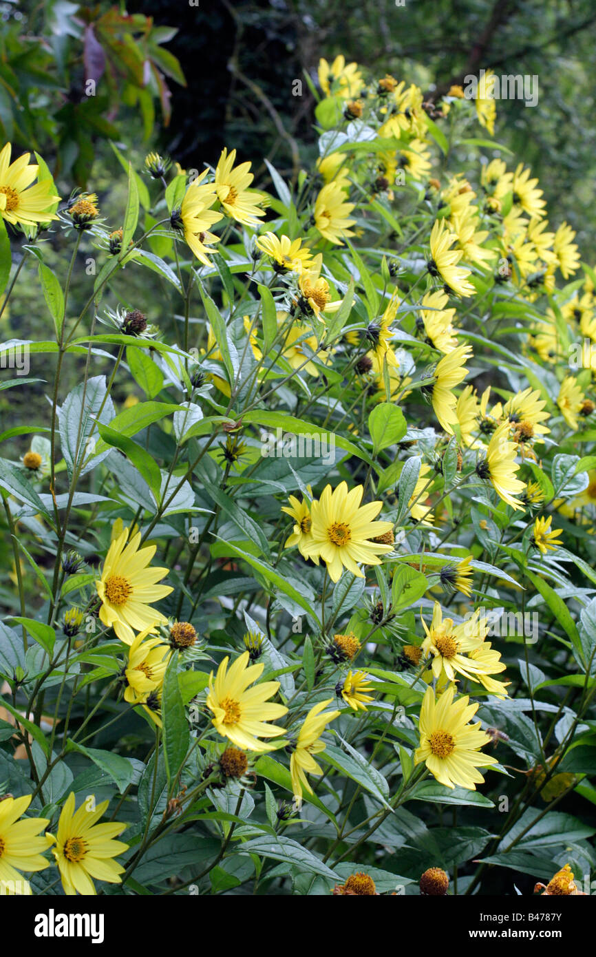 HELIANTHUS LEMON QUEEN AGM Stock Photo - Alamy