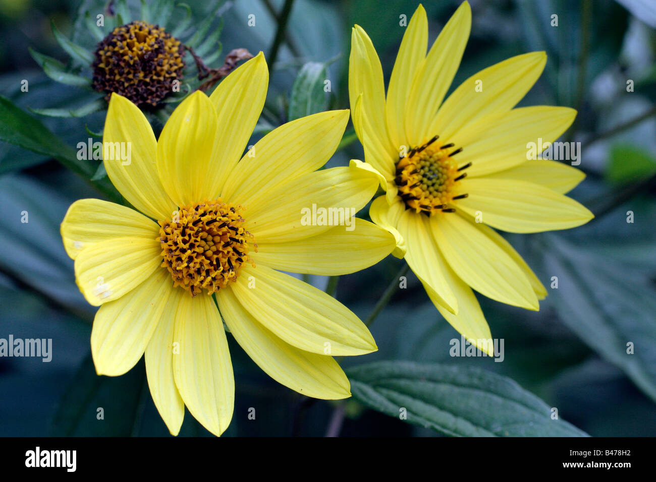Helianthus Yellow Queen High Resolution Stock Photography and Images ...