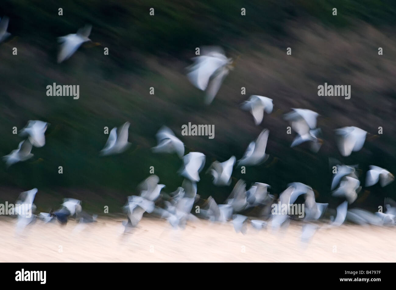 Flight impression of a flock of egrets Stock Photo - Alamy