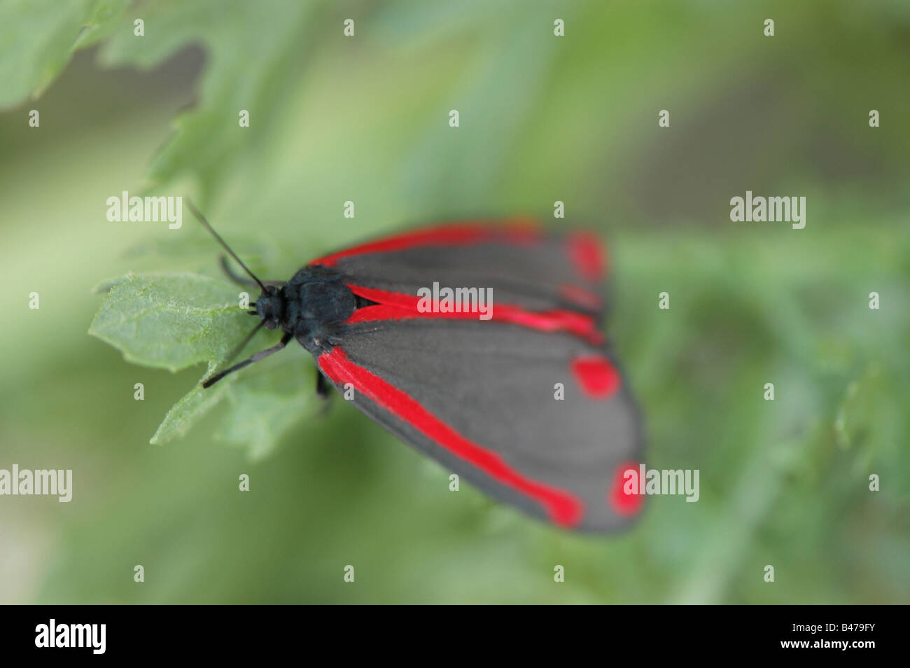 A Cinnabar moth in resting position Stock Photo - Alamy