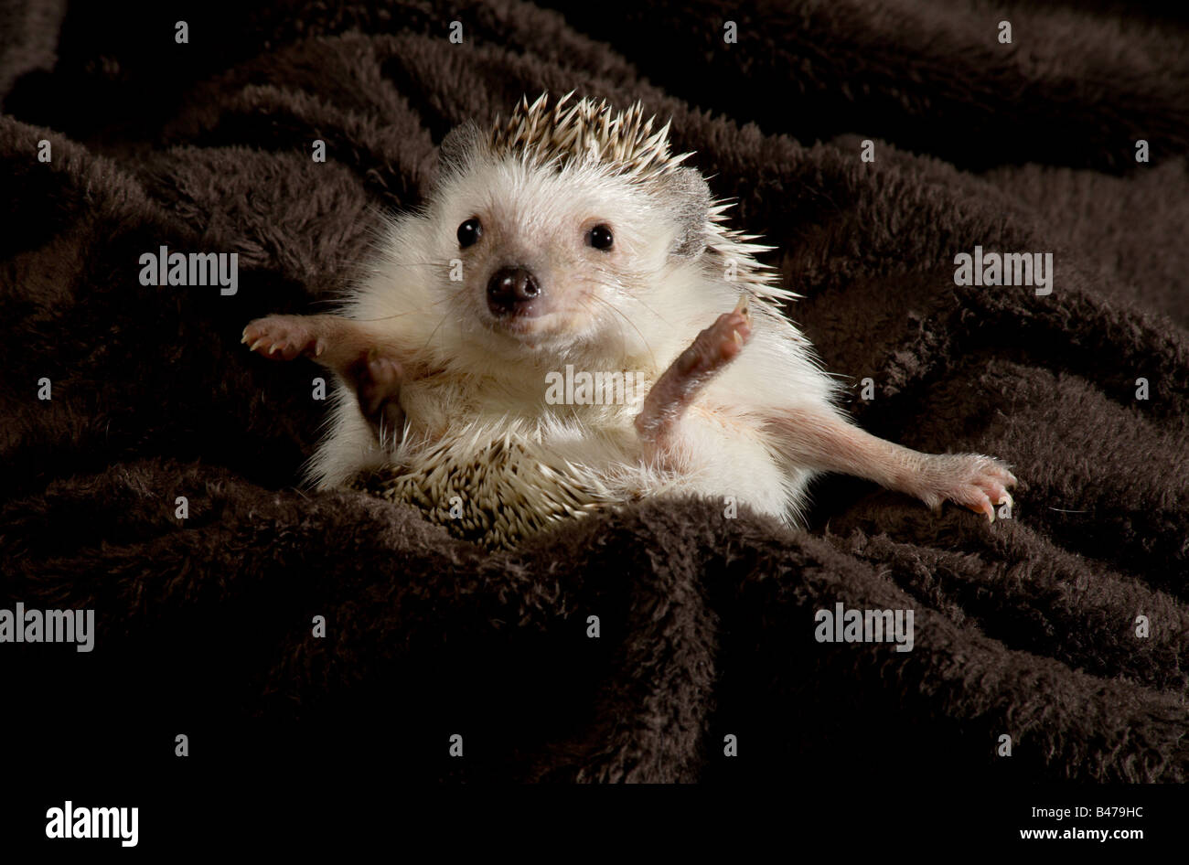 Cute hedgehog hi-res stock photography and images - Alamy