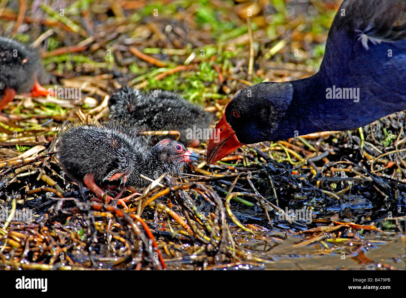 Purple swamp hen porphyrio porphyrio hi-res stock photography and ...