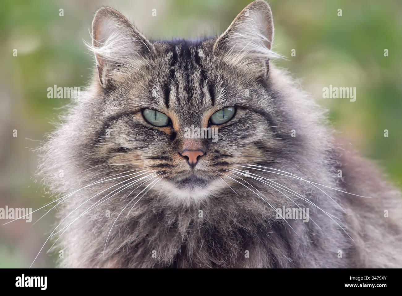 Cat facing the camera hi-res stock photography and images - Alamy