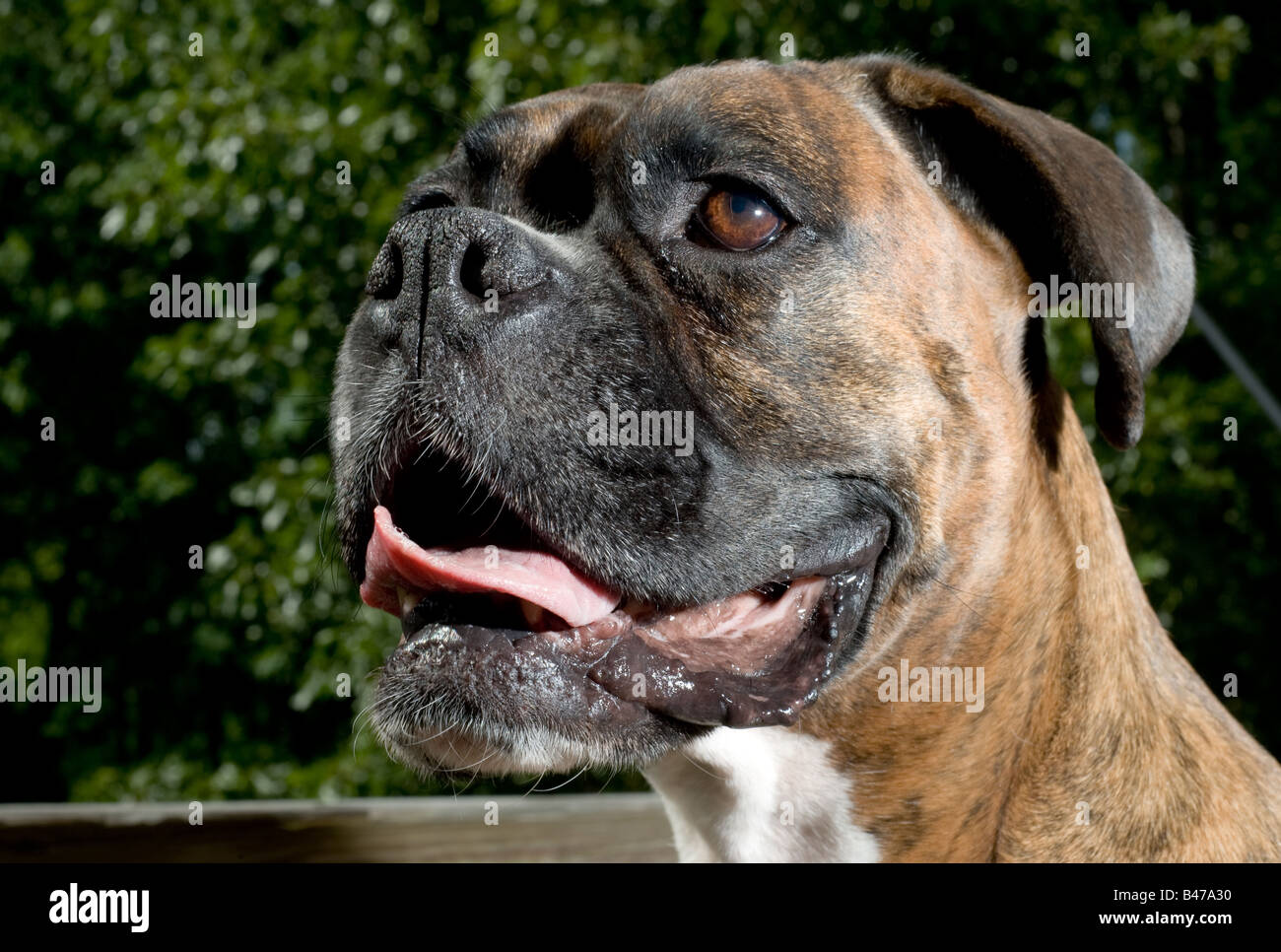 Dog boxer nose hi-res stock photography and images - Alamy