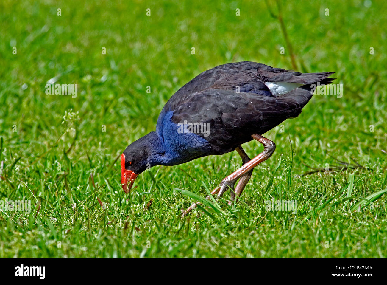 Hens dam hi-res stock photography and images - Alamy