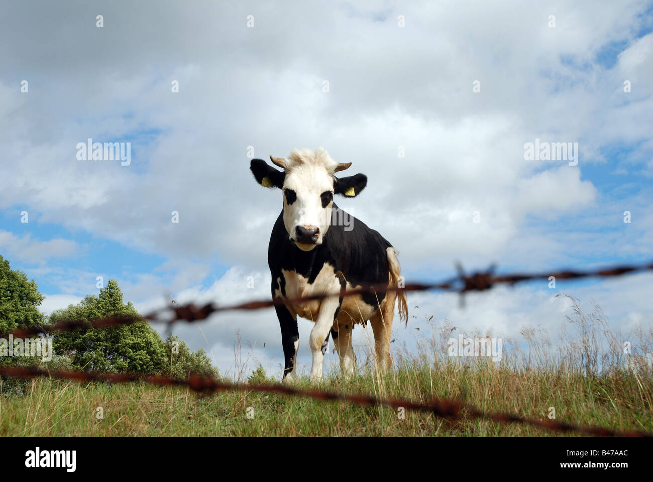 Cow on a pastureland, Masovia region in Poland Stock Photo - Alamy