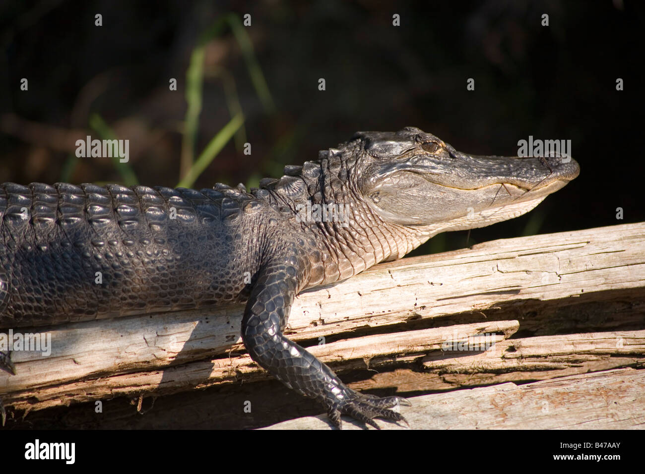 American alligator alligator mississippiensis okefenokee hi-res stock ...