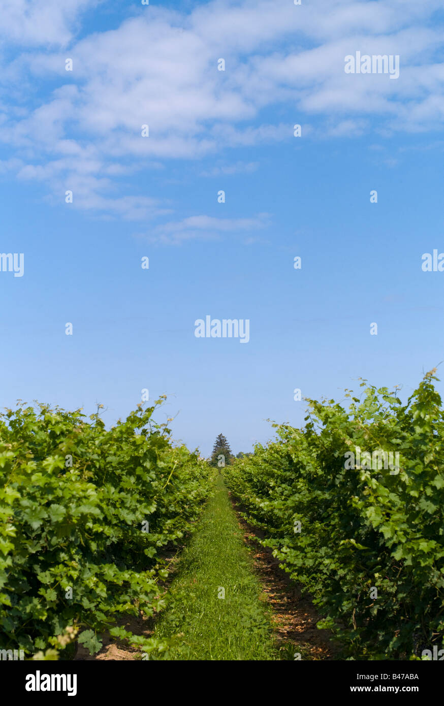 Pine Tree at the end of rows of grape vines Stock Photo - Alamy