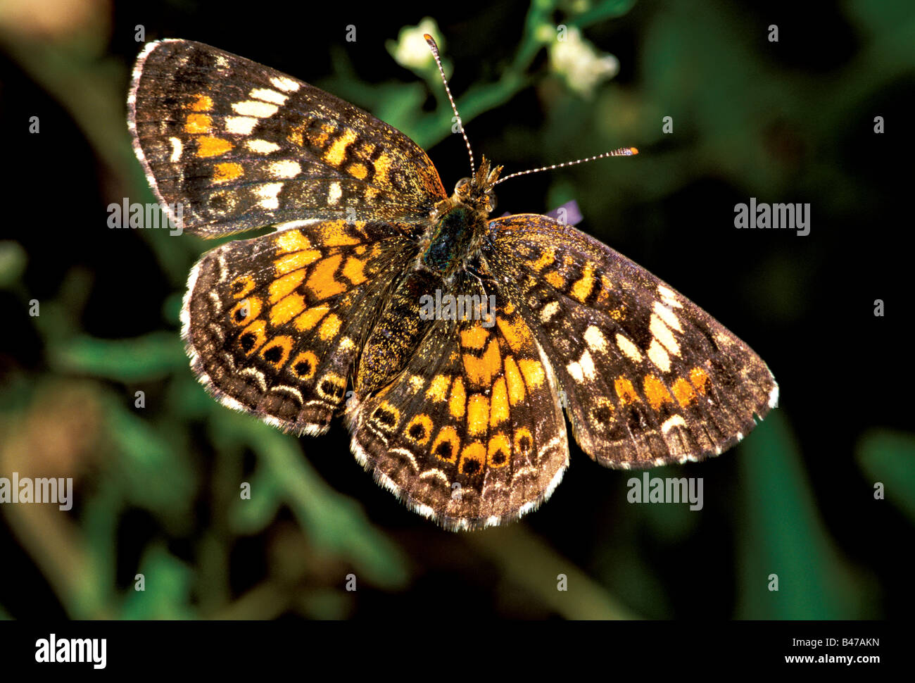 Phaon Crescent Phyciodes phaon Tamaulipas Gomez Farias MEXICO 29 ...