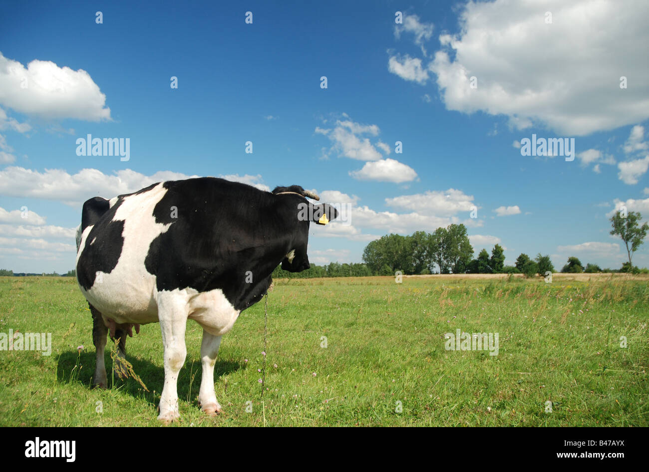Cow on a pastureland, Masovia region in Poland Stock Photo - Alamy