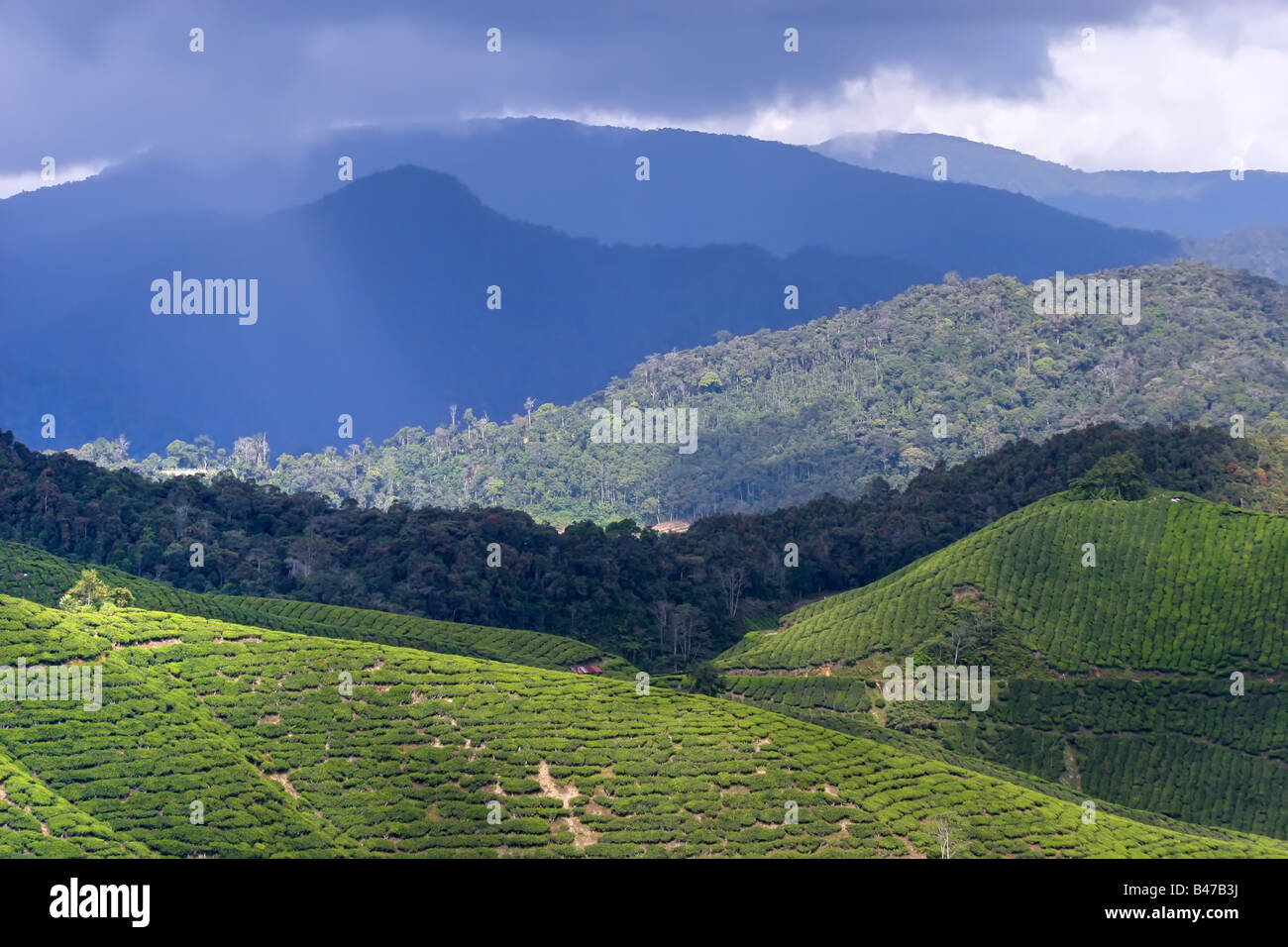 famous landscape of the tea plantations Cameron Highlands Malaysia ...
