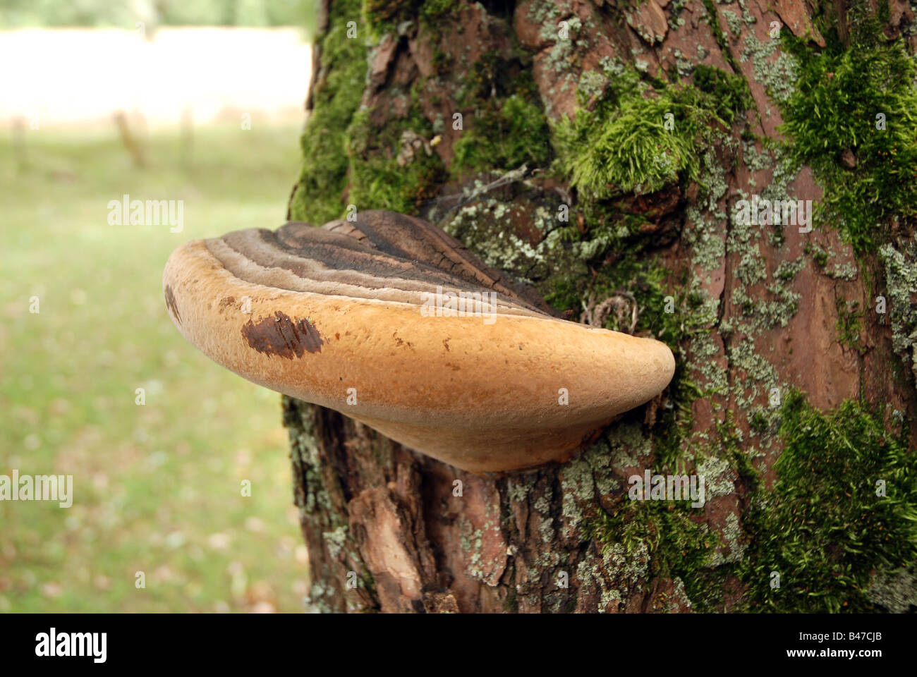Touchwood fungus hi-res stock photography and images - Alamy