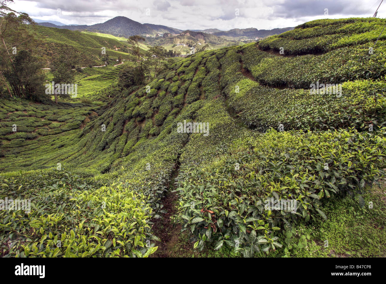 famous landscape of the tea plantations, Cameron Highlands, Malaysia ...