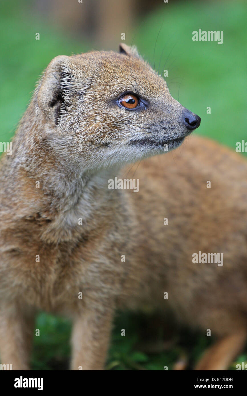 Manguste hi-res stock photography and images - Alamy