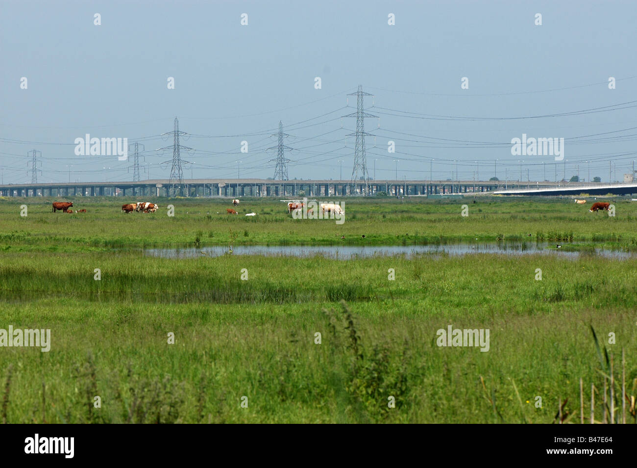 Grazing Marshes High Resolution Stock Photography and Images - Alamy