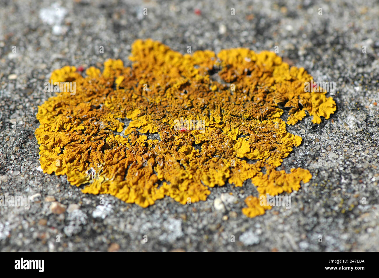 Some yellow lichen growing on a sea wall with a small red spider on it ...