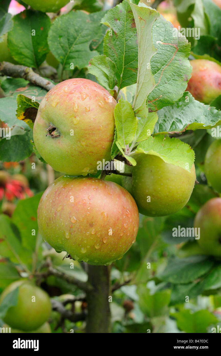 Newton apple hi-res stock photography and images - Alamy