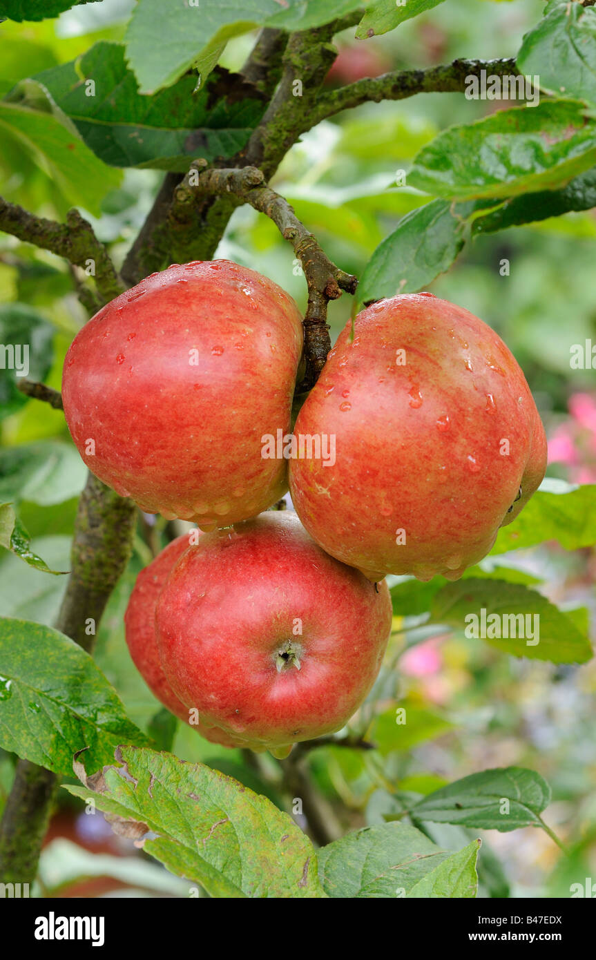 Royal apple hi-res stock photography and images - Alamy