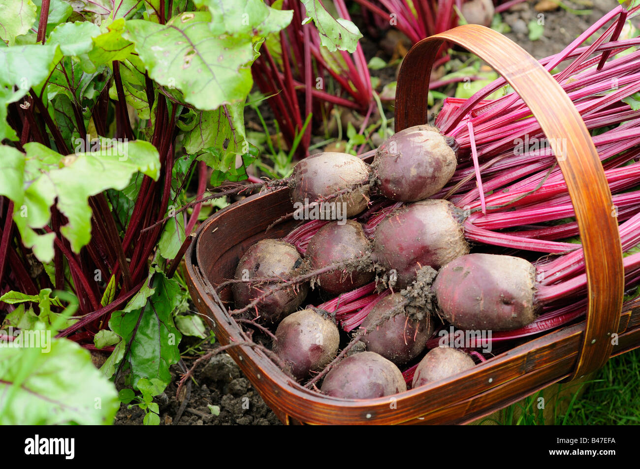 Baby beetroot action hi-res stock photography and images - Alamy