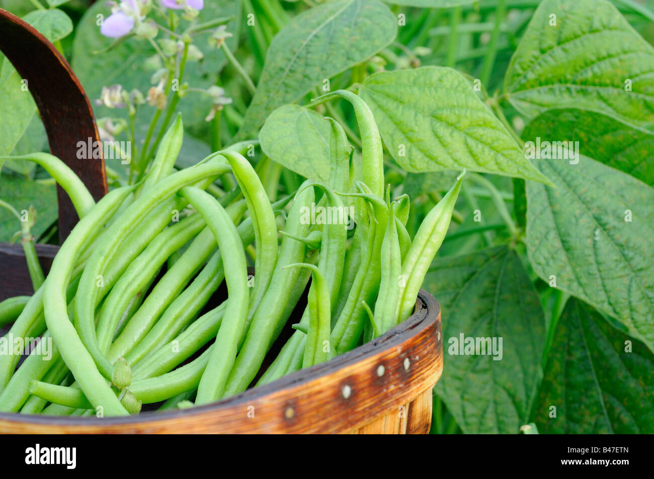 Dwarf Beans High Resolution Stock Photography and Images - Alamy