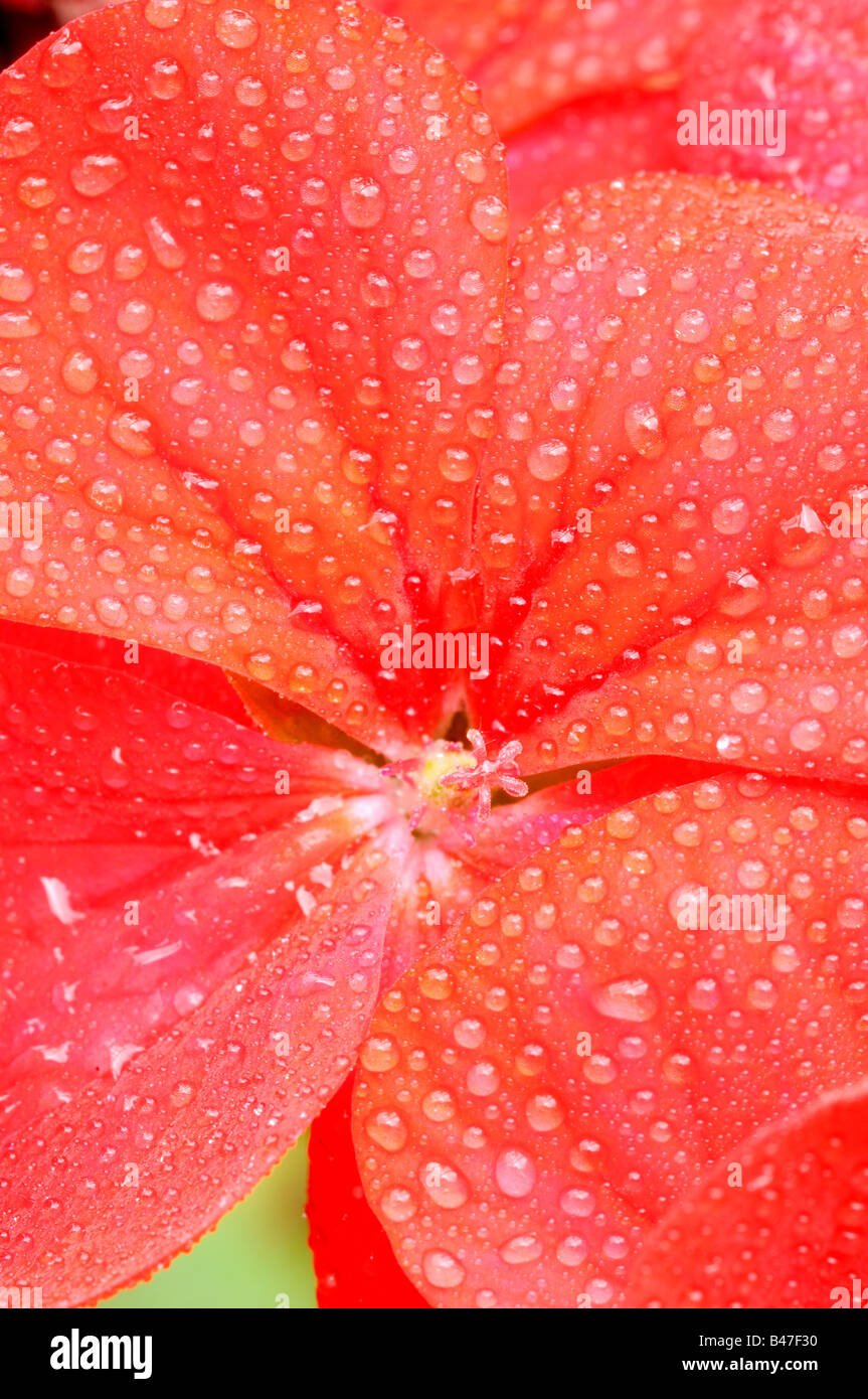 Geranium flower close up shot with water droplets Stock Photo - Alamy