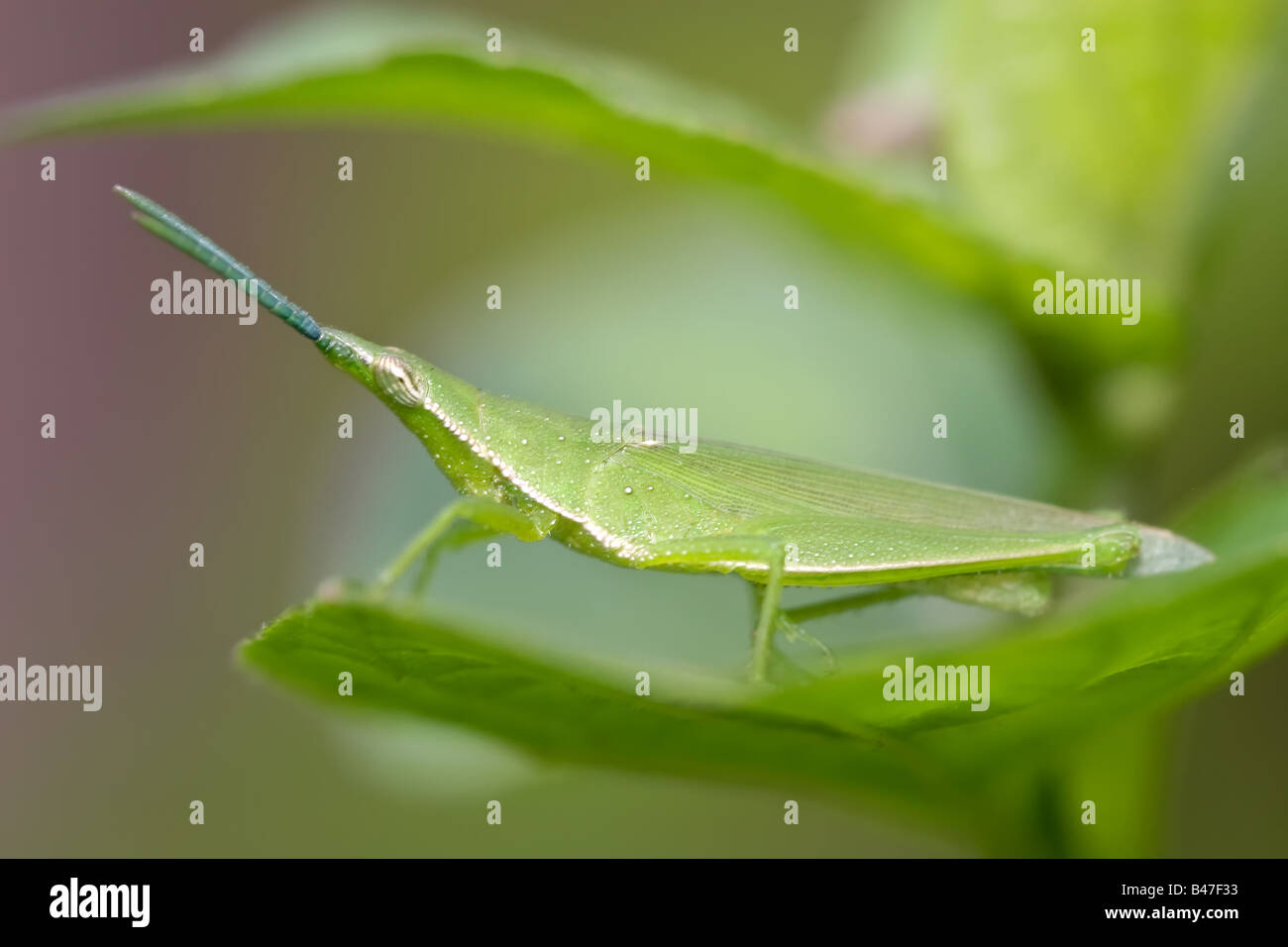 Mimetic island malaysia hi-res stock photography and images - Alamy