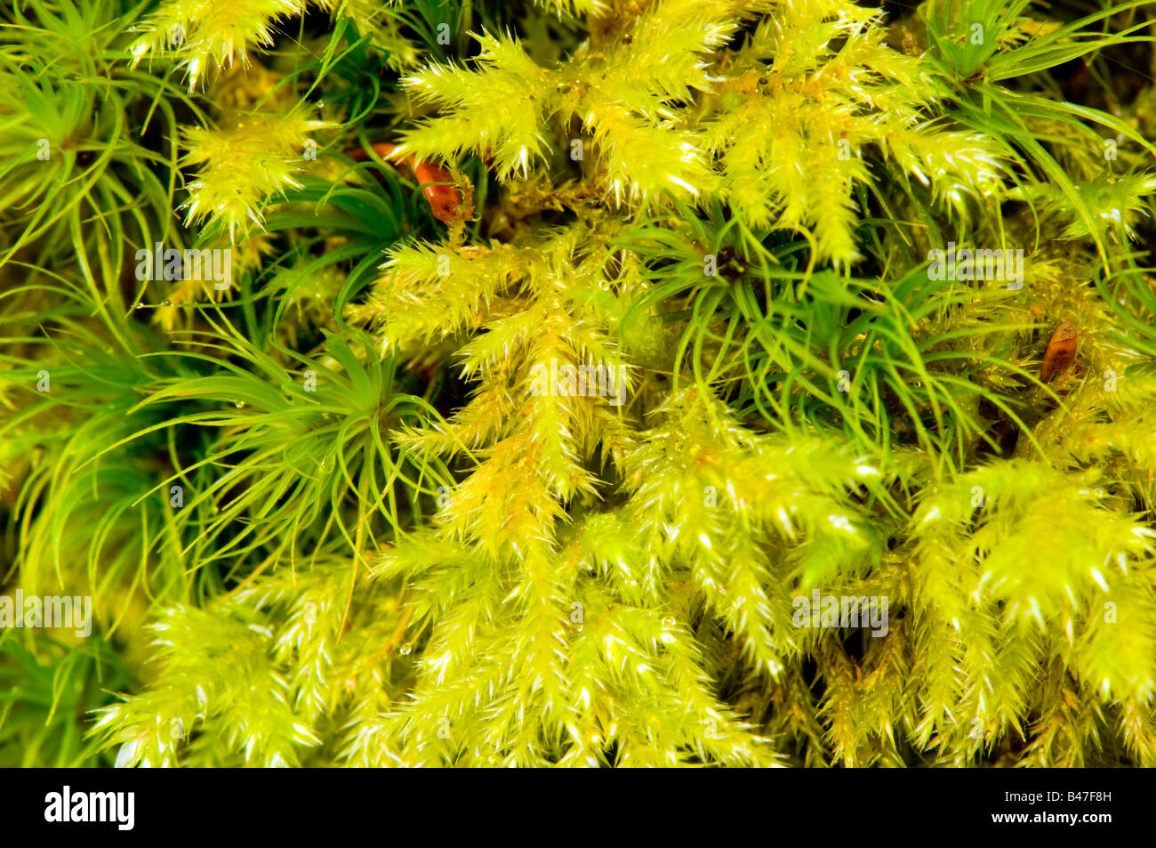 Lush thick green moss hi-res stock photography and images - Alamy