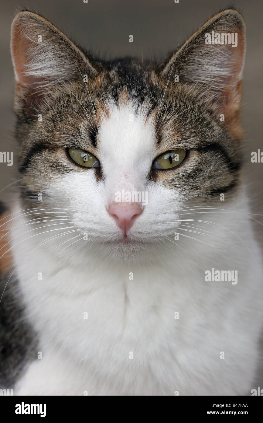 cat nice cat calico Stock Photo - Alamy