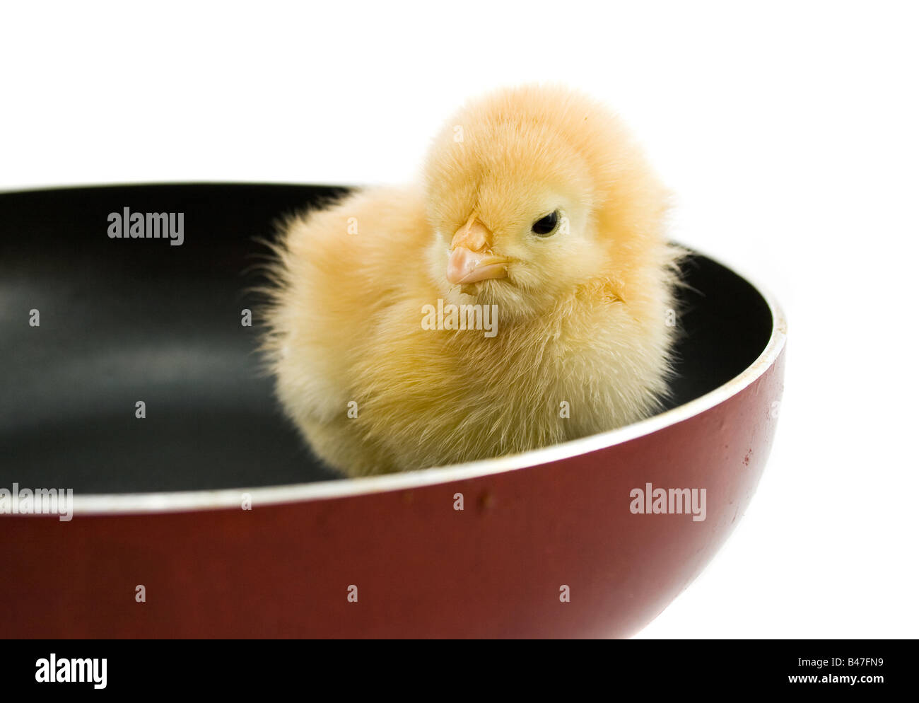 chick on frying pan Stock Photo - Alamy