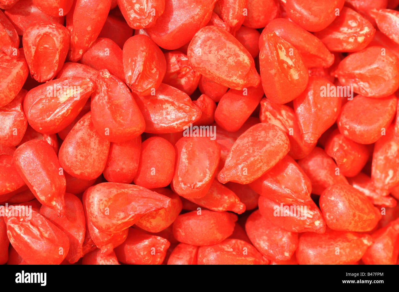 hybrid reed seed Fungicides growing on hybrid corn seed Stock Photo - Alamy