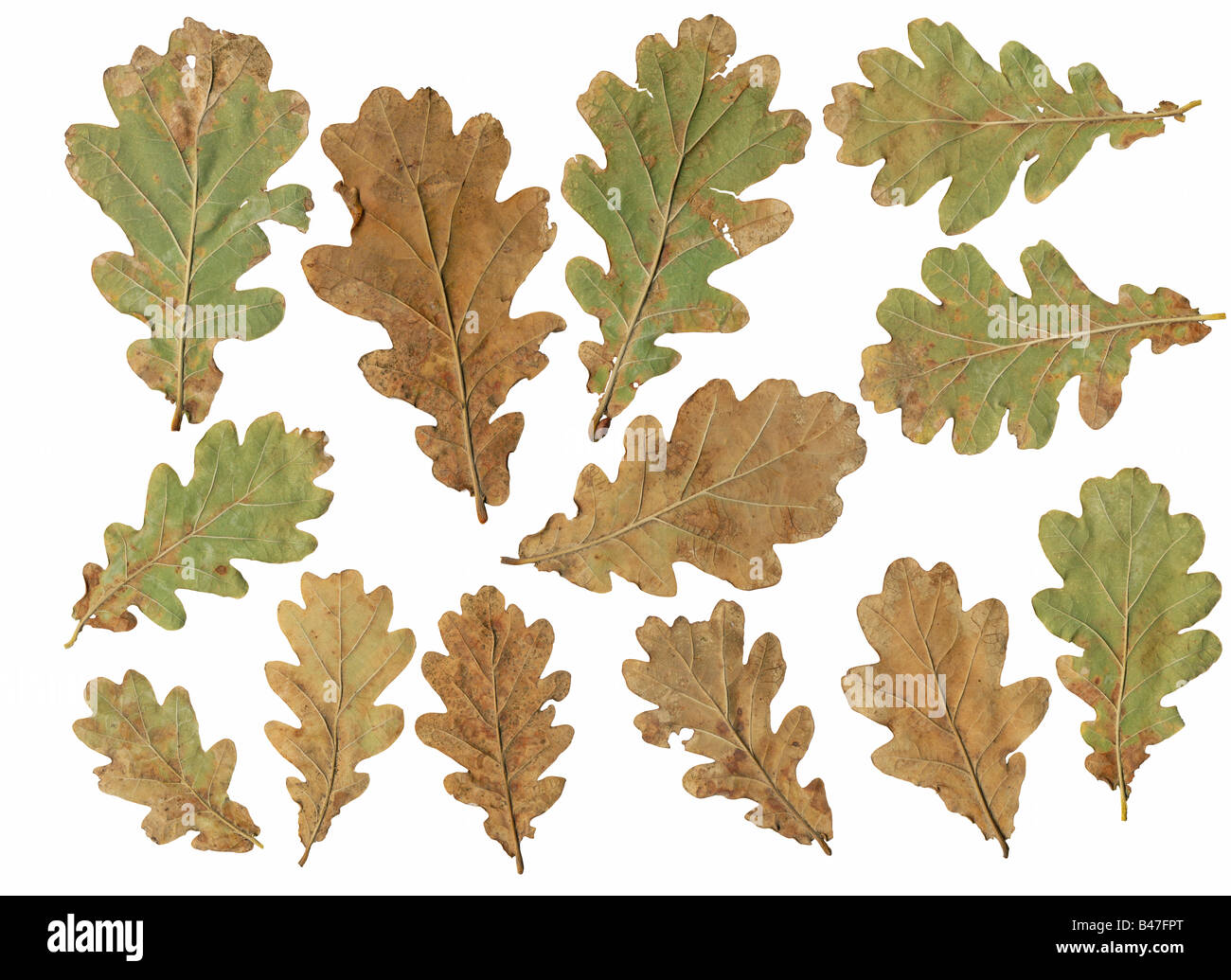 oak tree leafs isolated on white background Stock Photo - Alamy