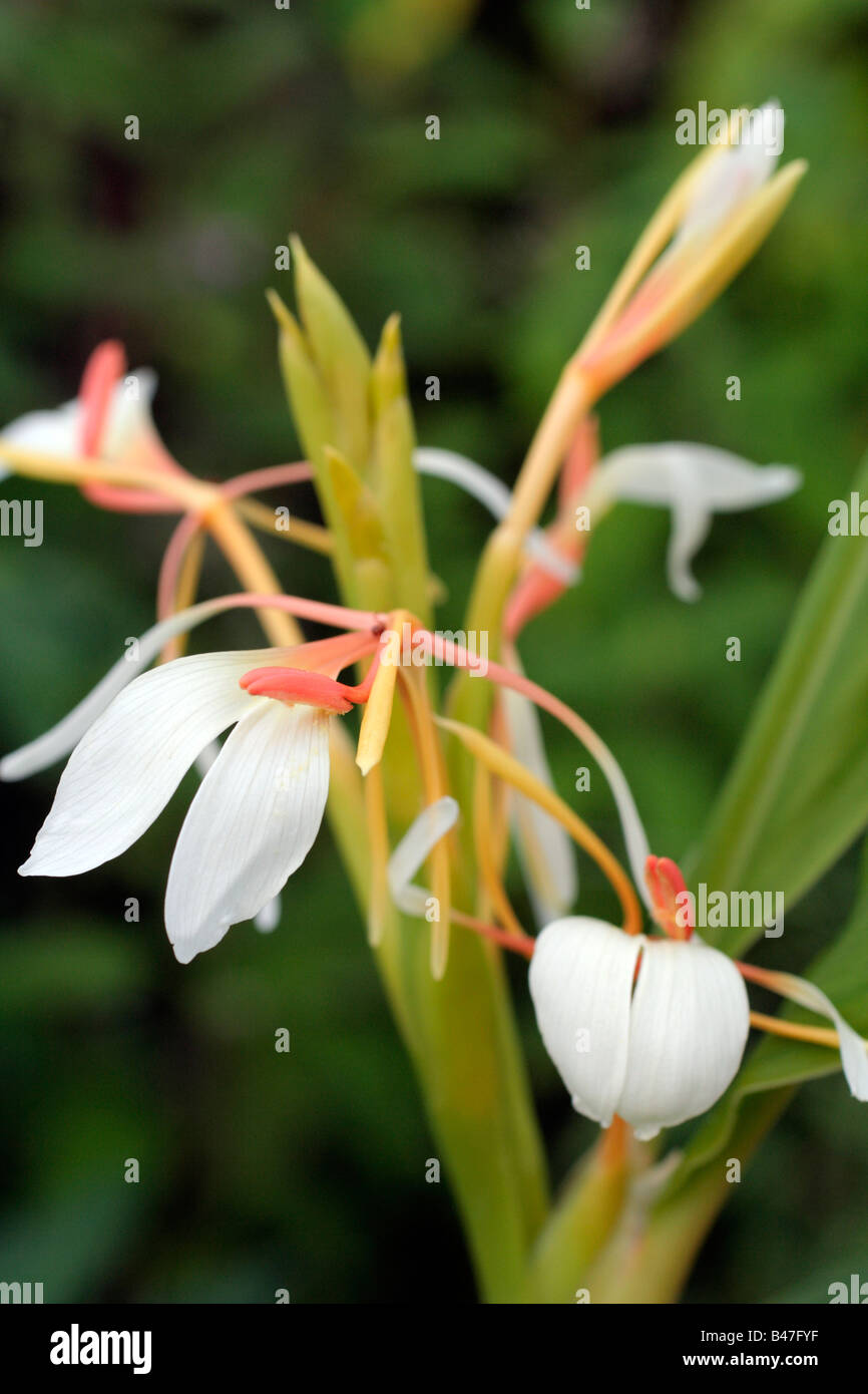 Hedychium foliage hi-res stock photography and images - Alamy