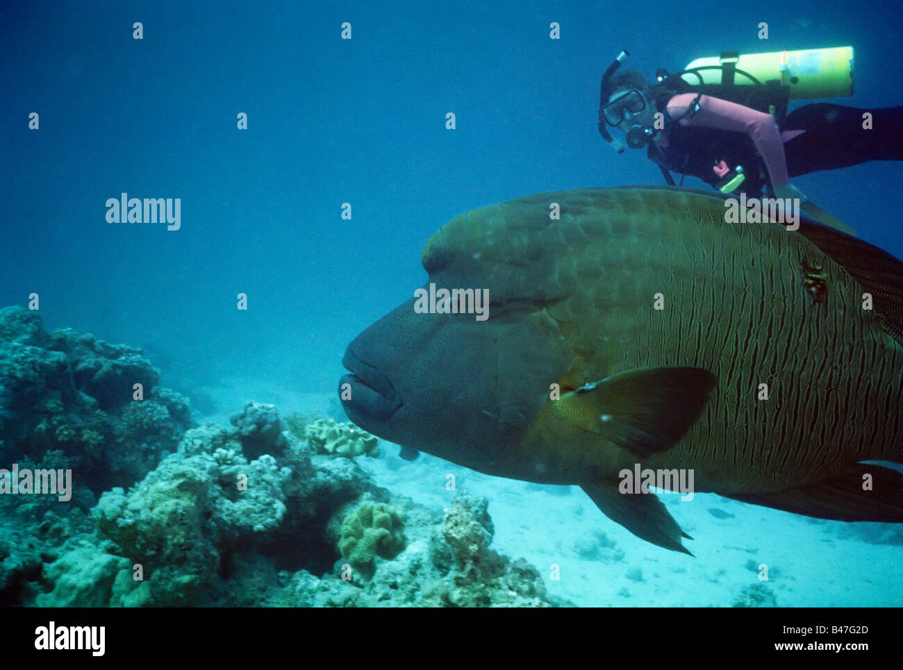 Coral reef scenery, woman diver and giant Humphead Wrasse fish, RAS ...
