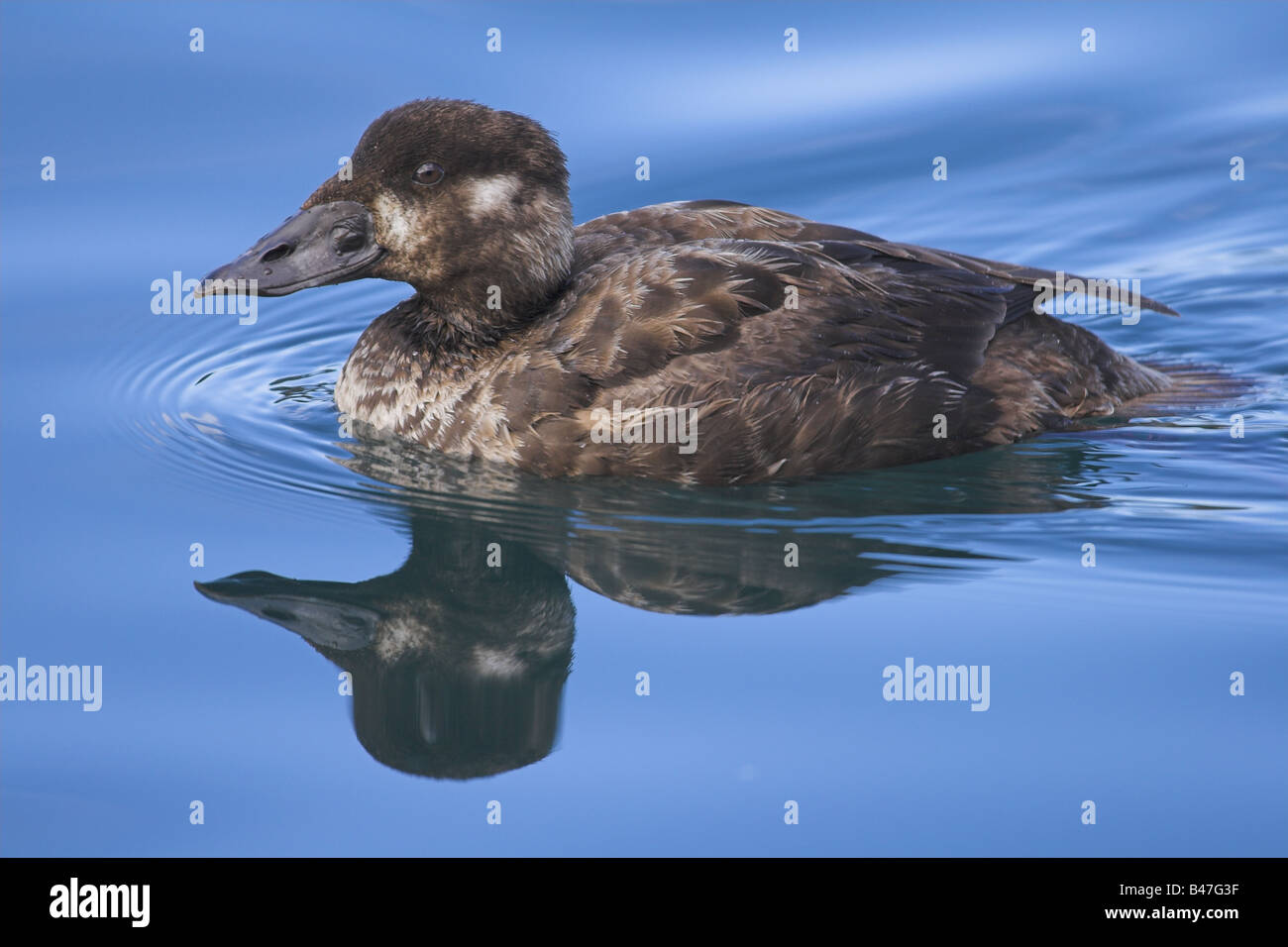 Female Surf Scoter winter plumage Stock Photo - Alamy