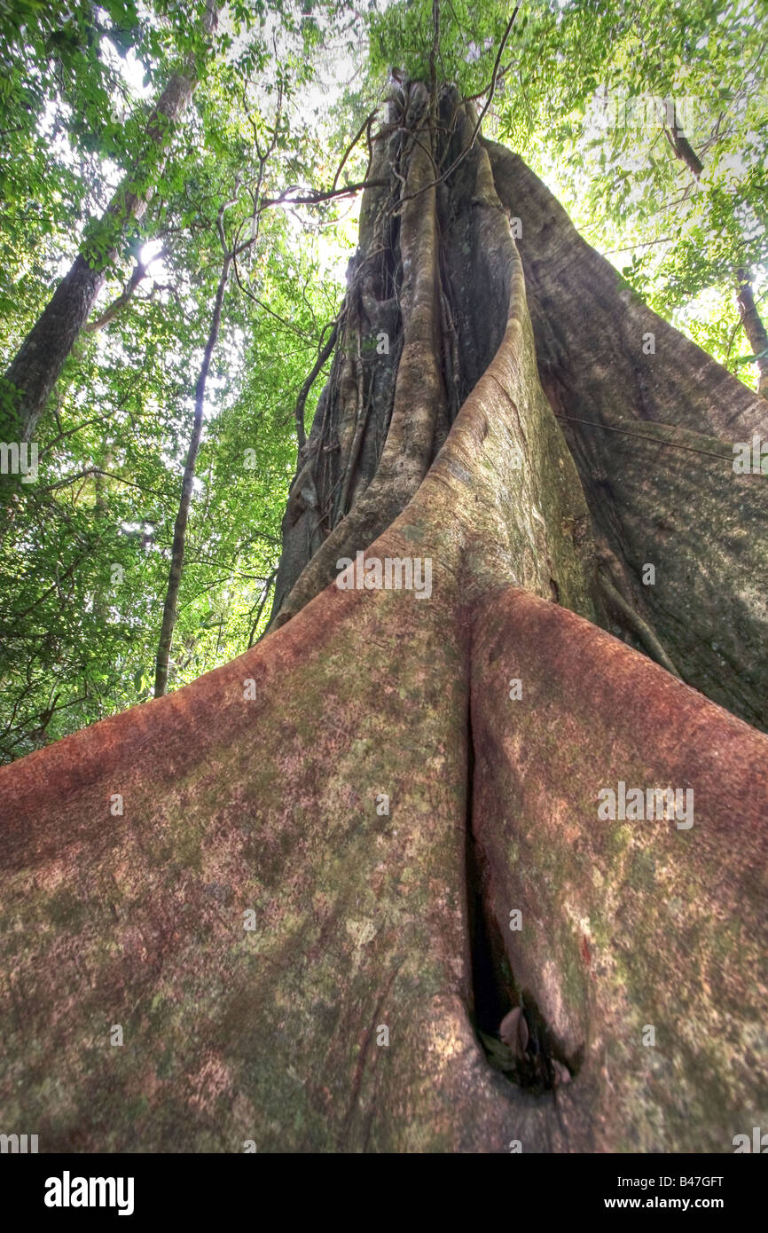 big ficus tree in a Thai jungle Stock Photo - Alamy
