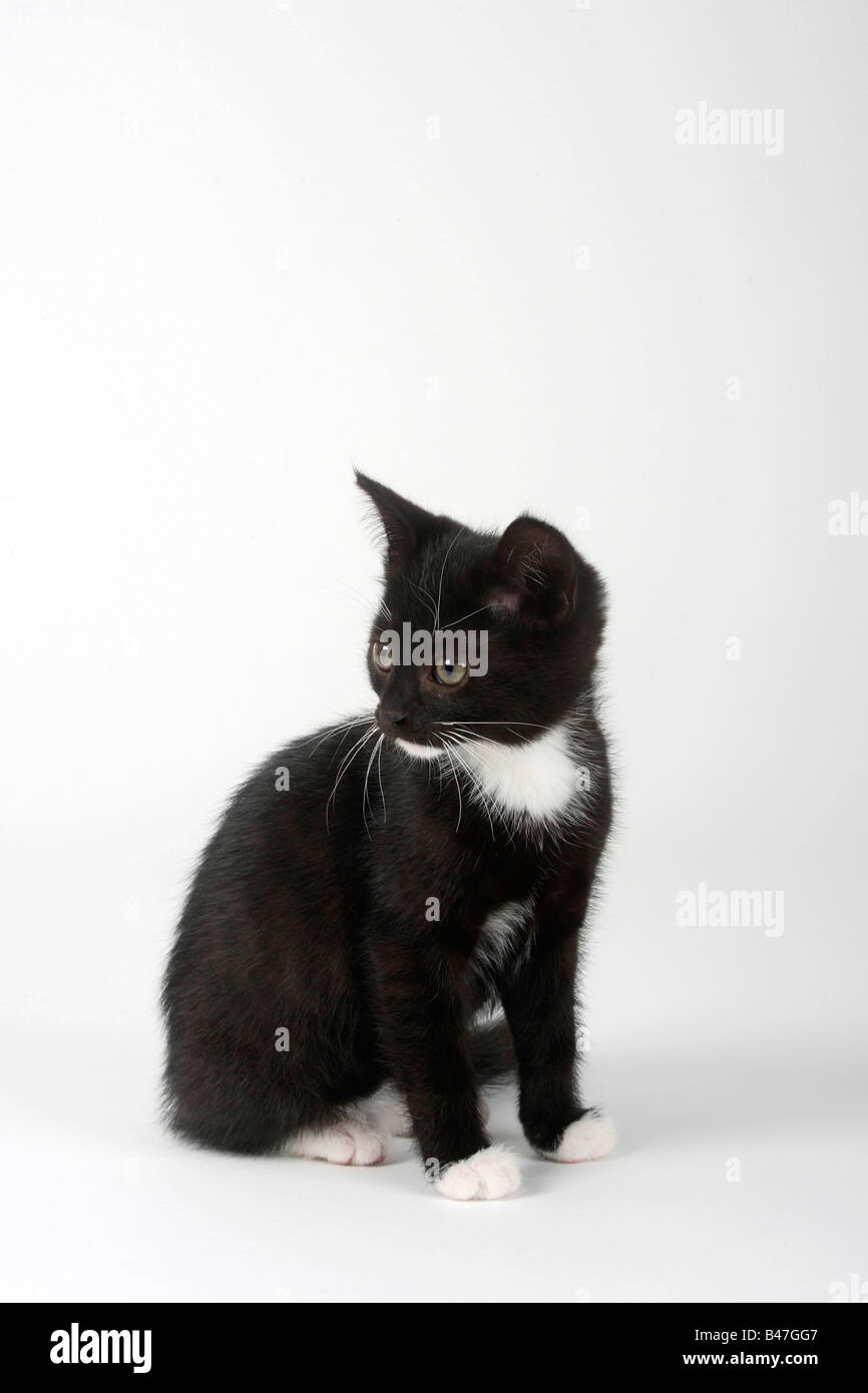 Domestic Cat kitten 8 weeks Stock Photo - Alamy