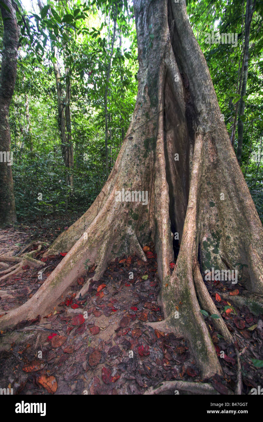 big ficus tree in a Thai jungle Stock Photo - Alamy