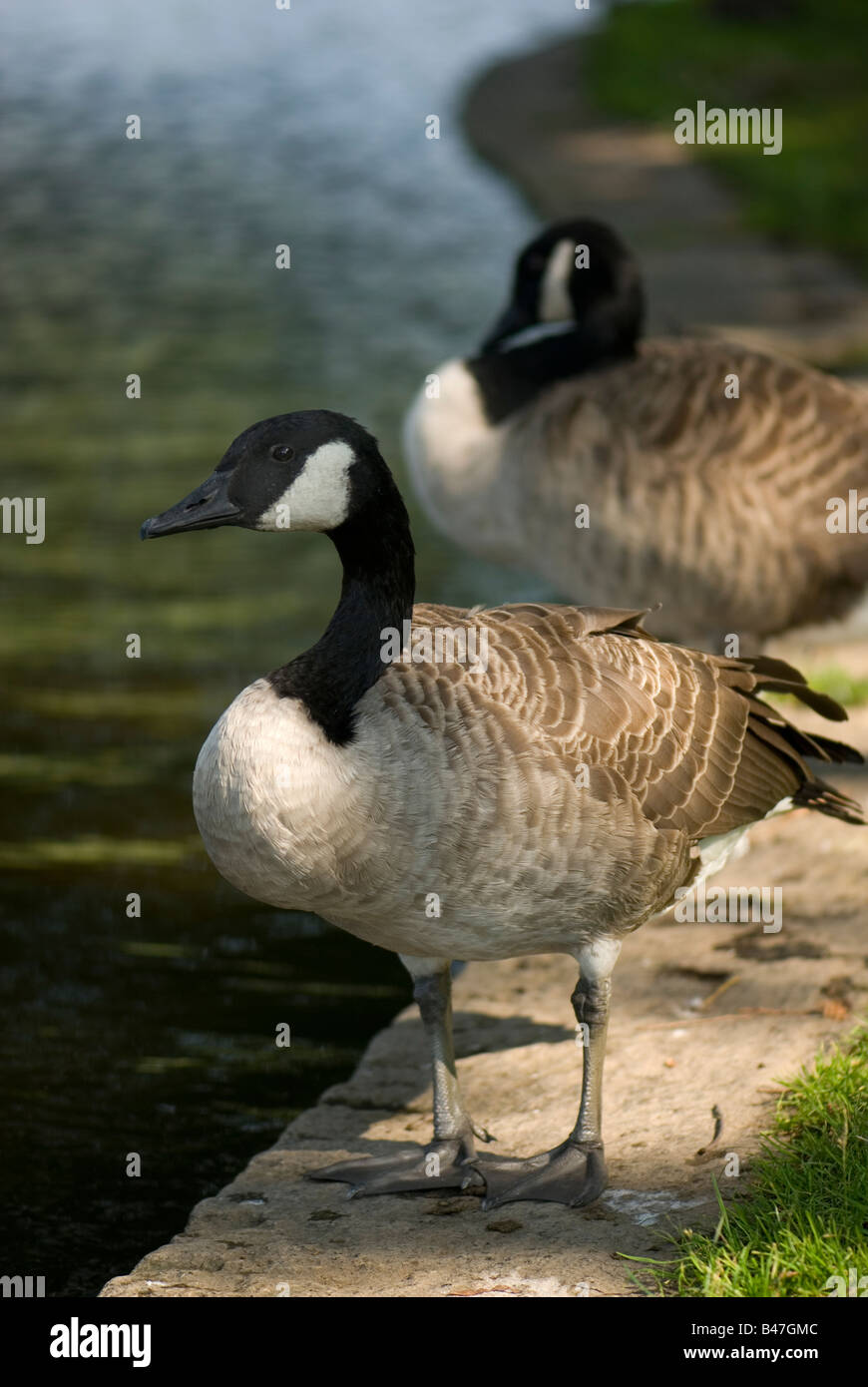 Canada geese next to Boston park lake, Massachusetts, USA Stock Photo ...