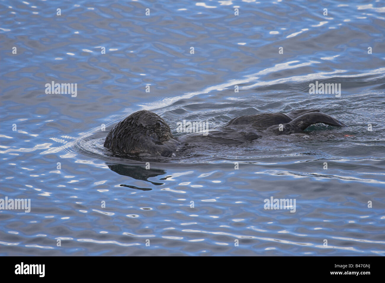 Sea Otter swimming Stock Photo - Alamy