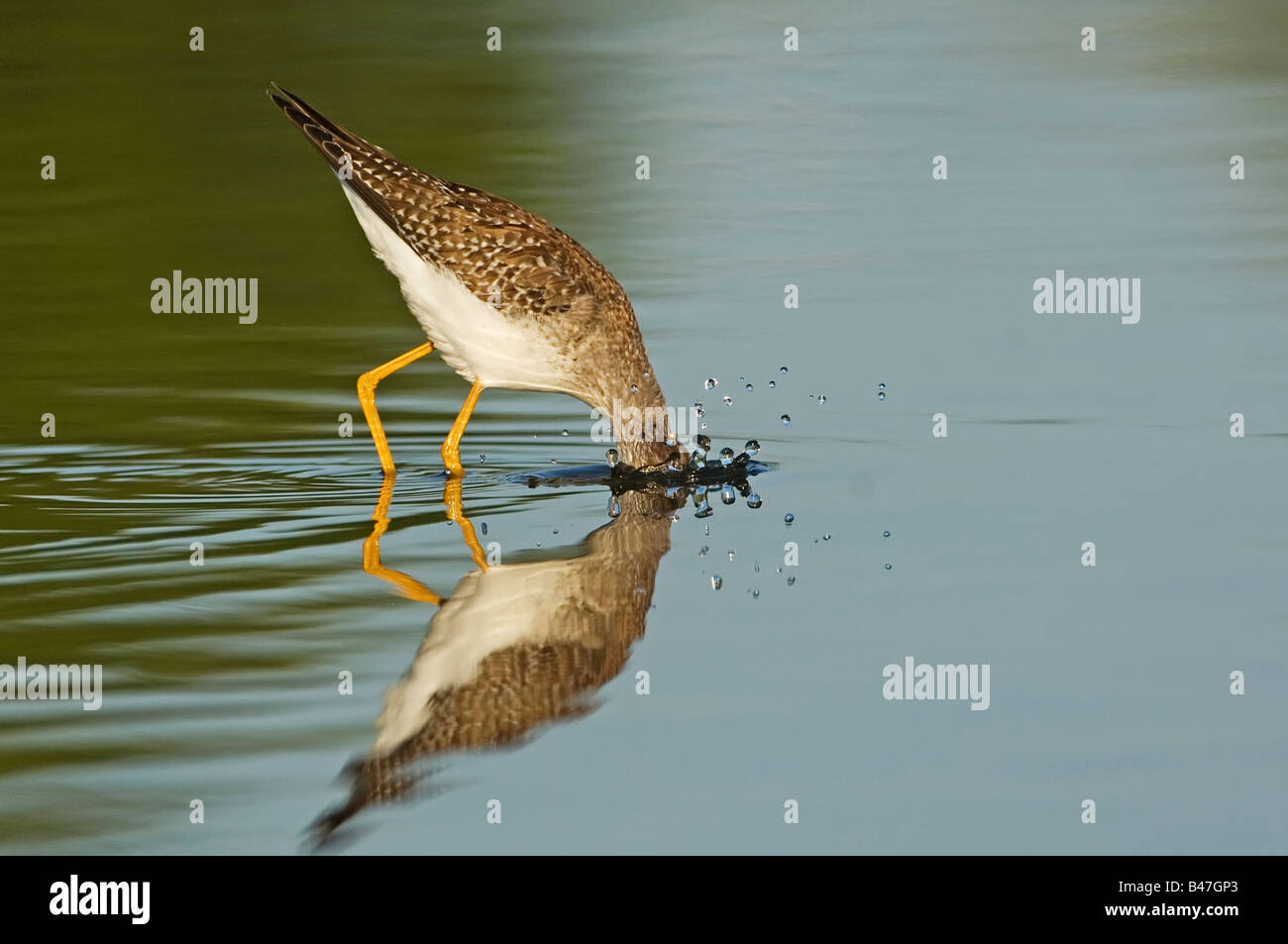 Lesser yellowlegs feeding Stock Photo - Alamy