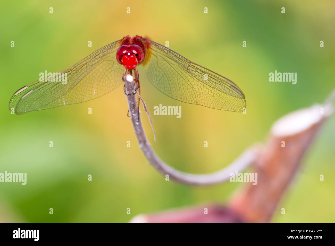 Urothemis signata dragonfly species on a stick, ko bulon island ...