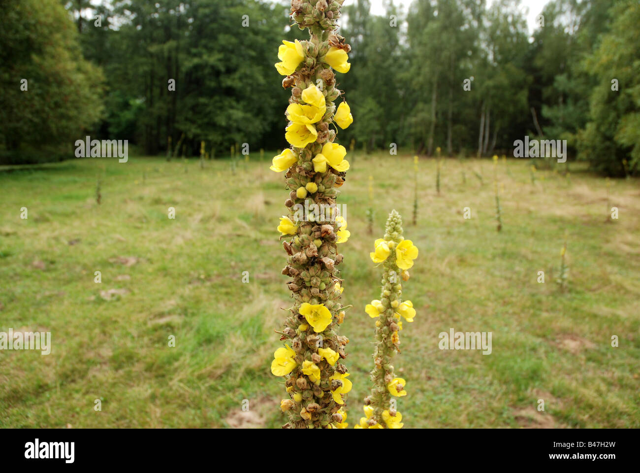 Mullein stalk hi-res stock photography and images - Alamy