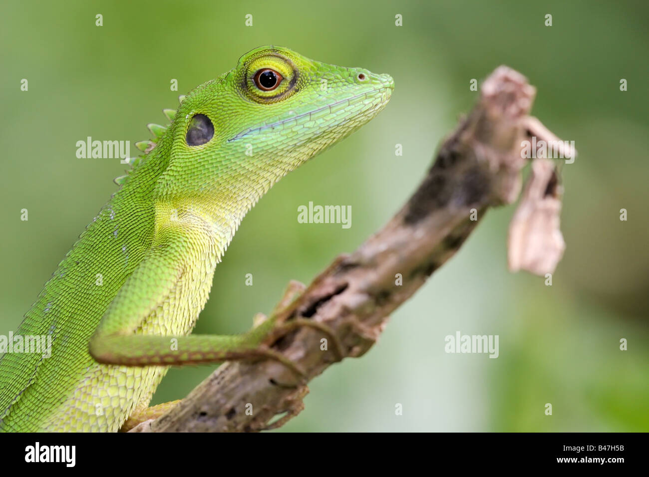 Lizard Bronchocela cristatella, found in a wasteland near Penang ...