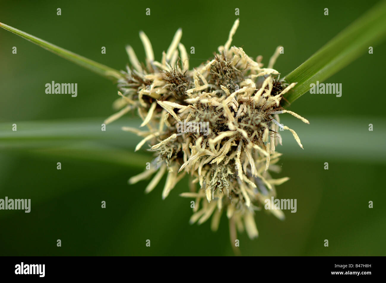 Marsh plant rush hi-res stock photography and images - Alamy