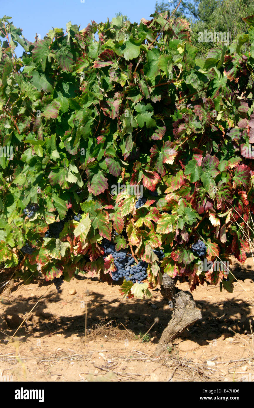Grapes growing hi-res stock photography and images - Alamy