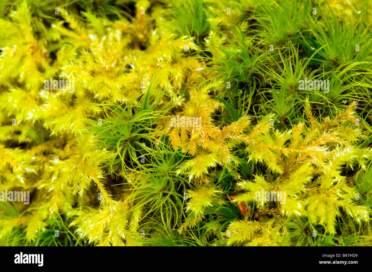 Sphagnum landscape hi-res stock photography and images - Alamy
