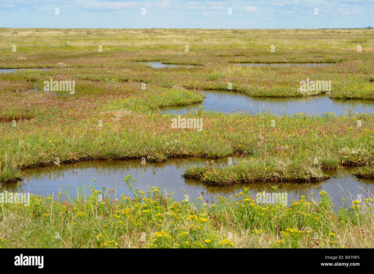 Tidal Saltmarsh showing flowering Sea Aster aster trifolium discoidea ...