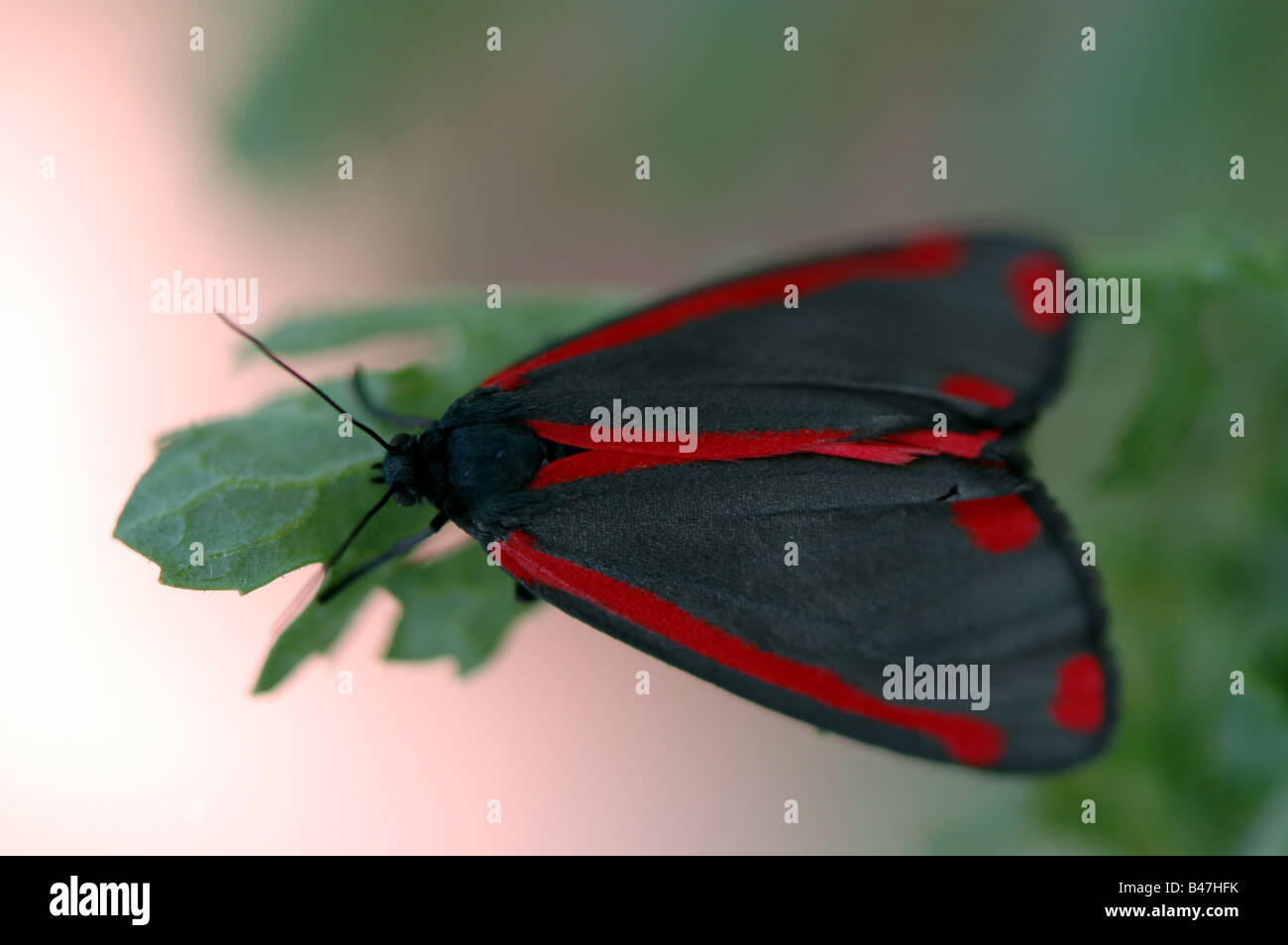 Cinnabar moth hi-res stock photography and images - Alamy