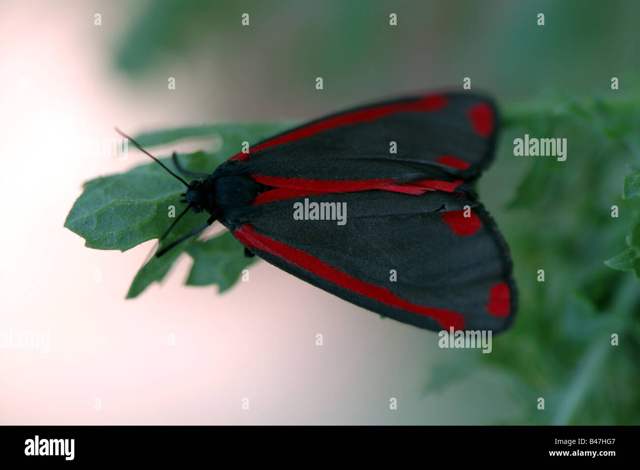 A Cinnabar moth in resting position Stock Photo - Alamy